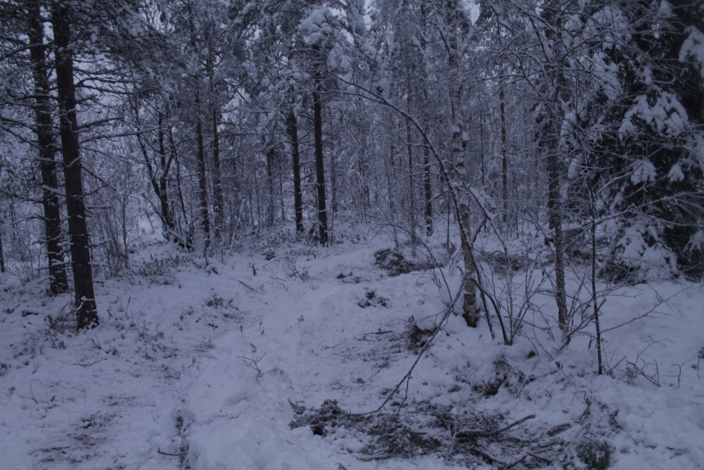Taking a shortcut through a swampy, snowy forest | Life of the (not so ...